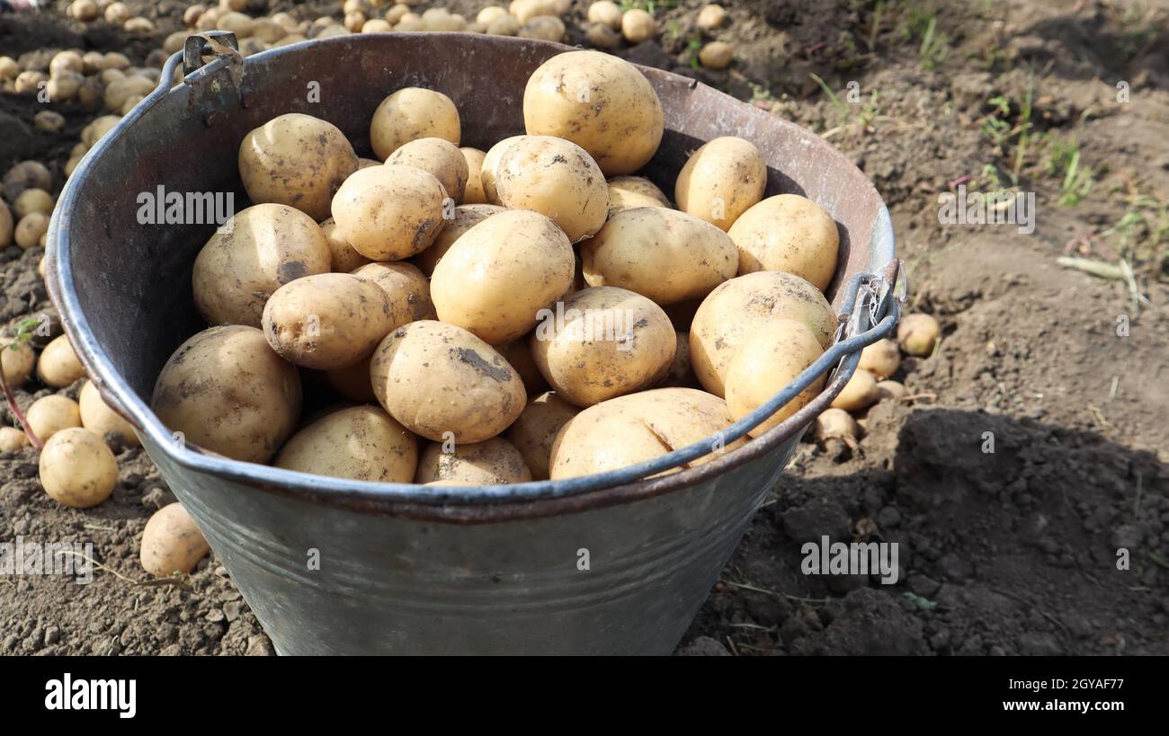 Bucket of new crop of potatoes in the garden top view. Young early ...