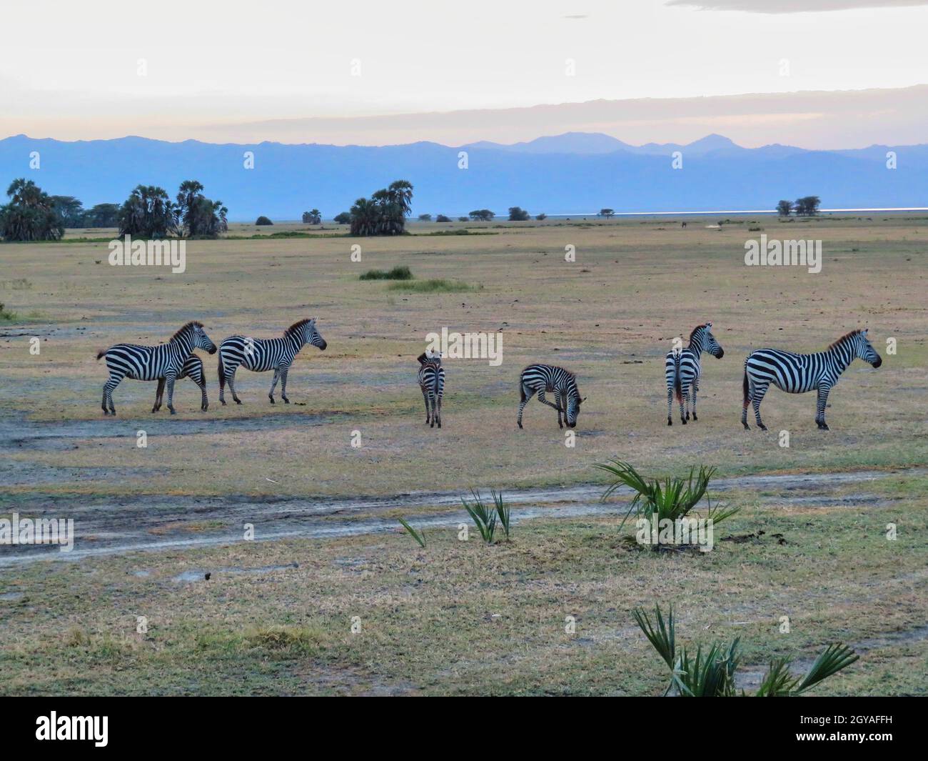 Savanna camel hi-res stock photography and images - Alamy