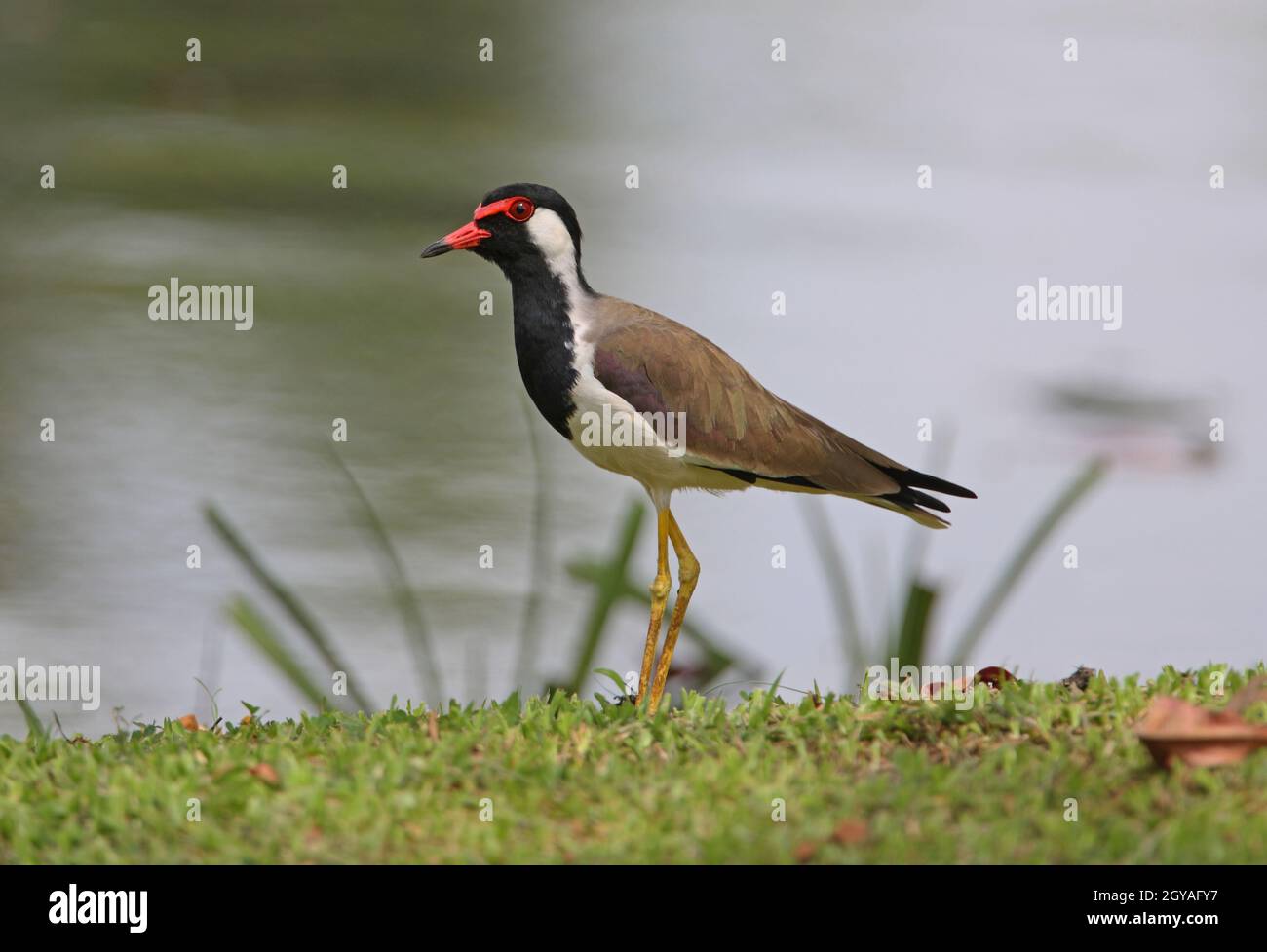 Red-wattled Lapwing (Vanellus indicus) adult standing at waters edge ...