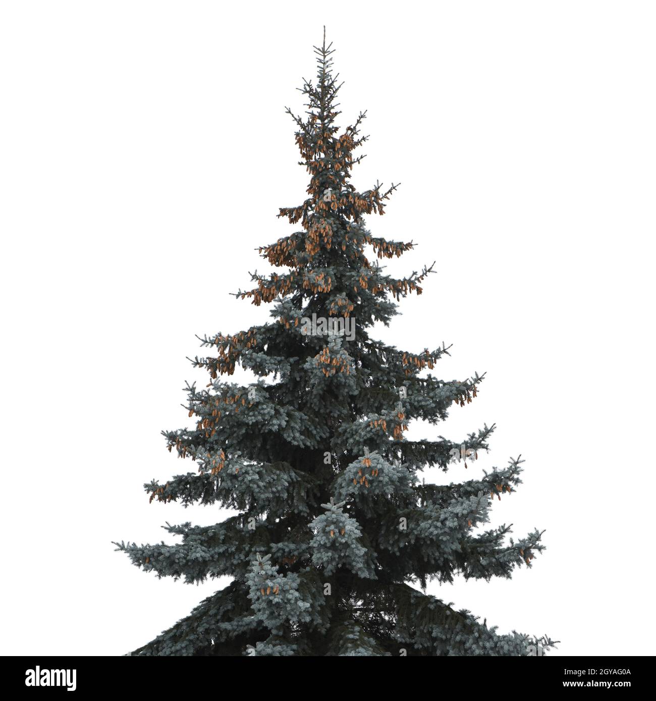 Blue spruce, isolated on white background. High resolution photo Stock ...