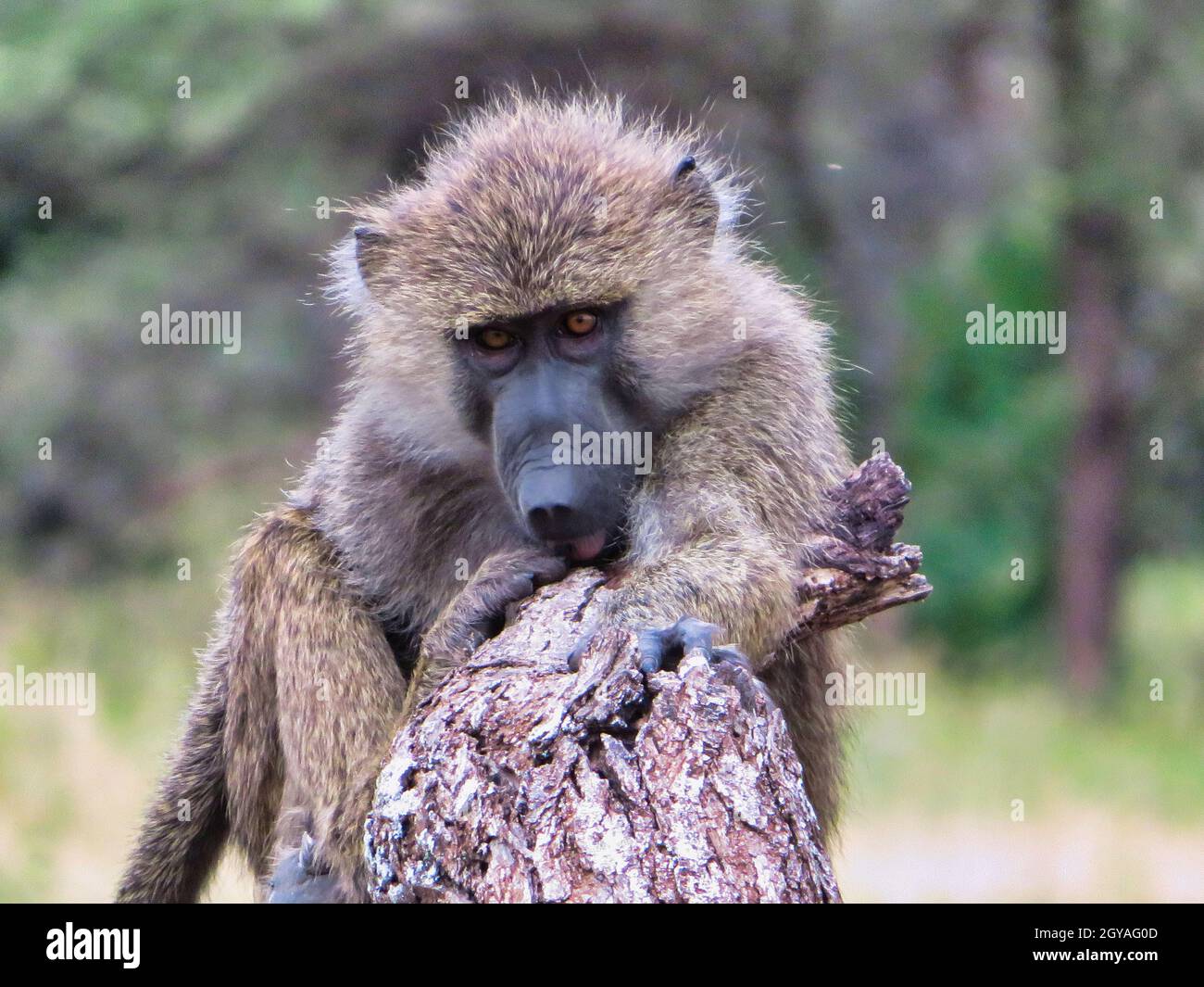 Fluffy monkey in Africa Stock Photo - Alamy