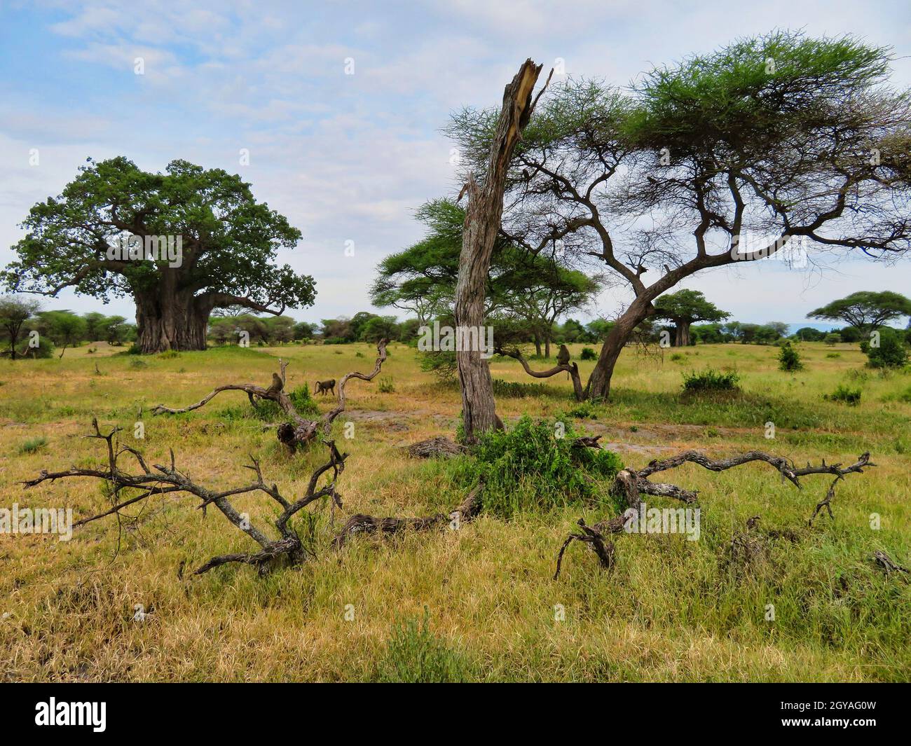 Trees in the safari in Africa Stock Photo - Alamy