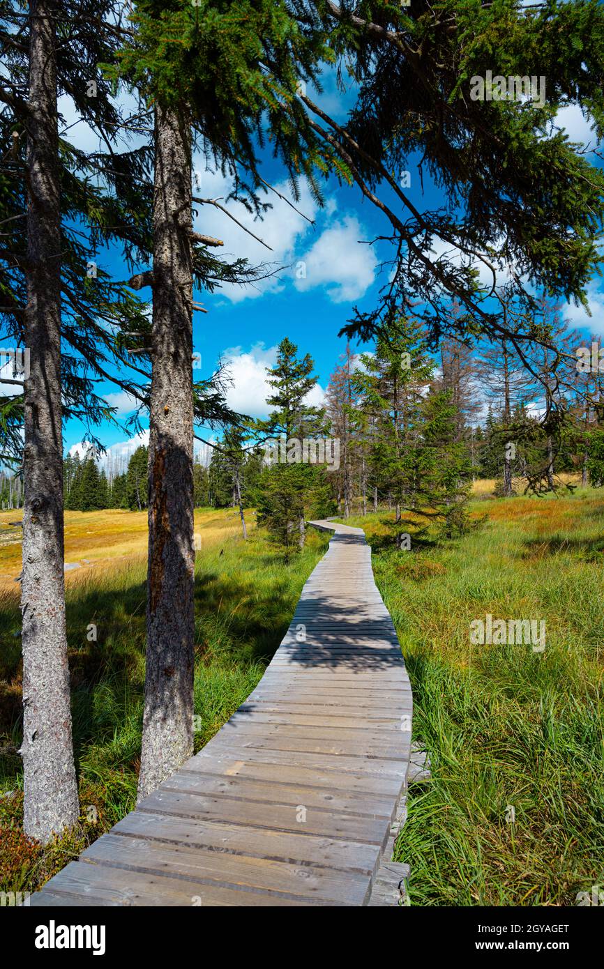 Ecological disaster in the Harz Mountains Stock Photo - Alamy