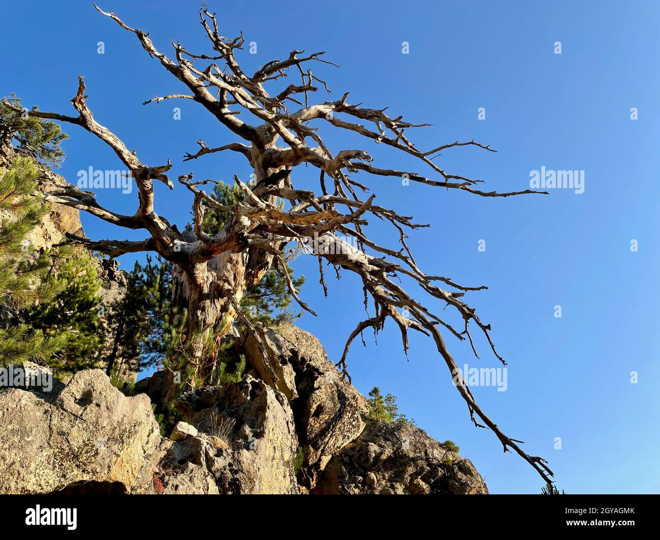 Impressive tree hi-res stock photography and images - Alamy
