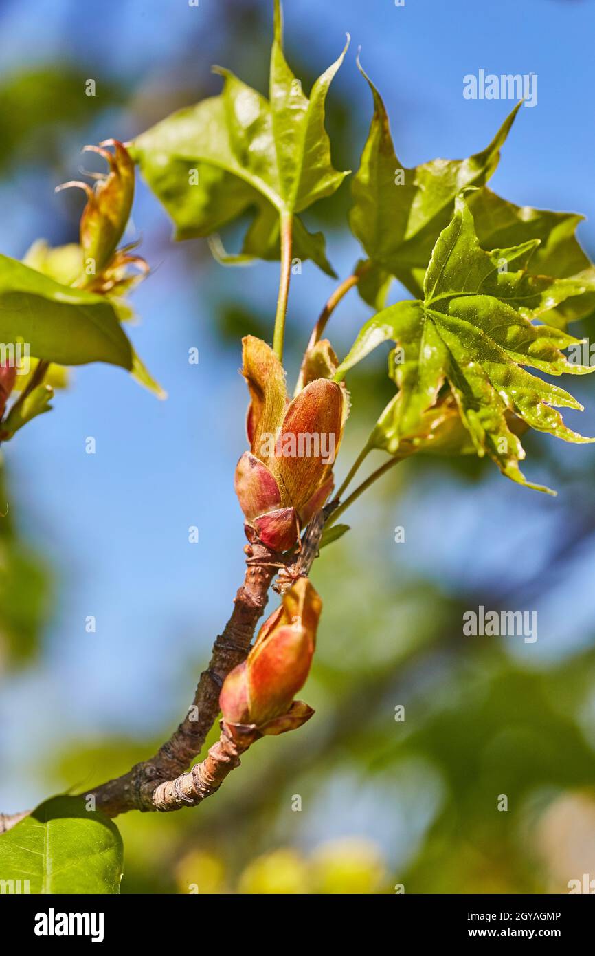 New Maple tree leaves sprouting in spring Stock Photo - Alamy