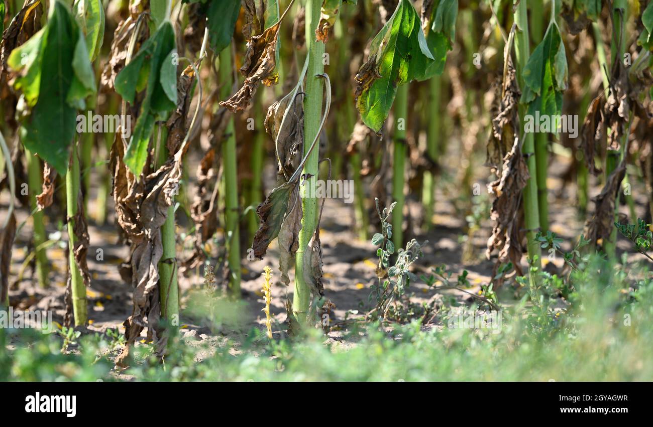 Crop failure hi-res stock photography and images - Alamy