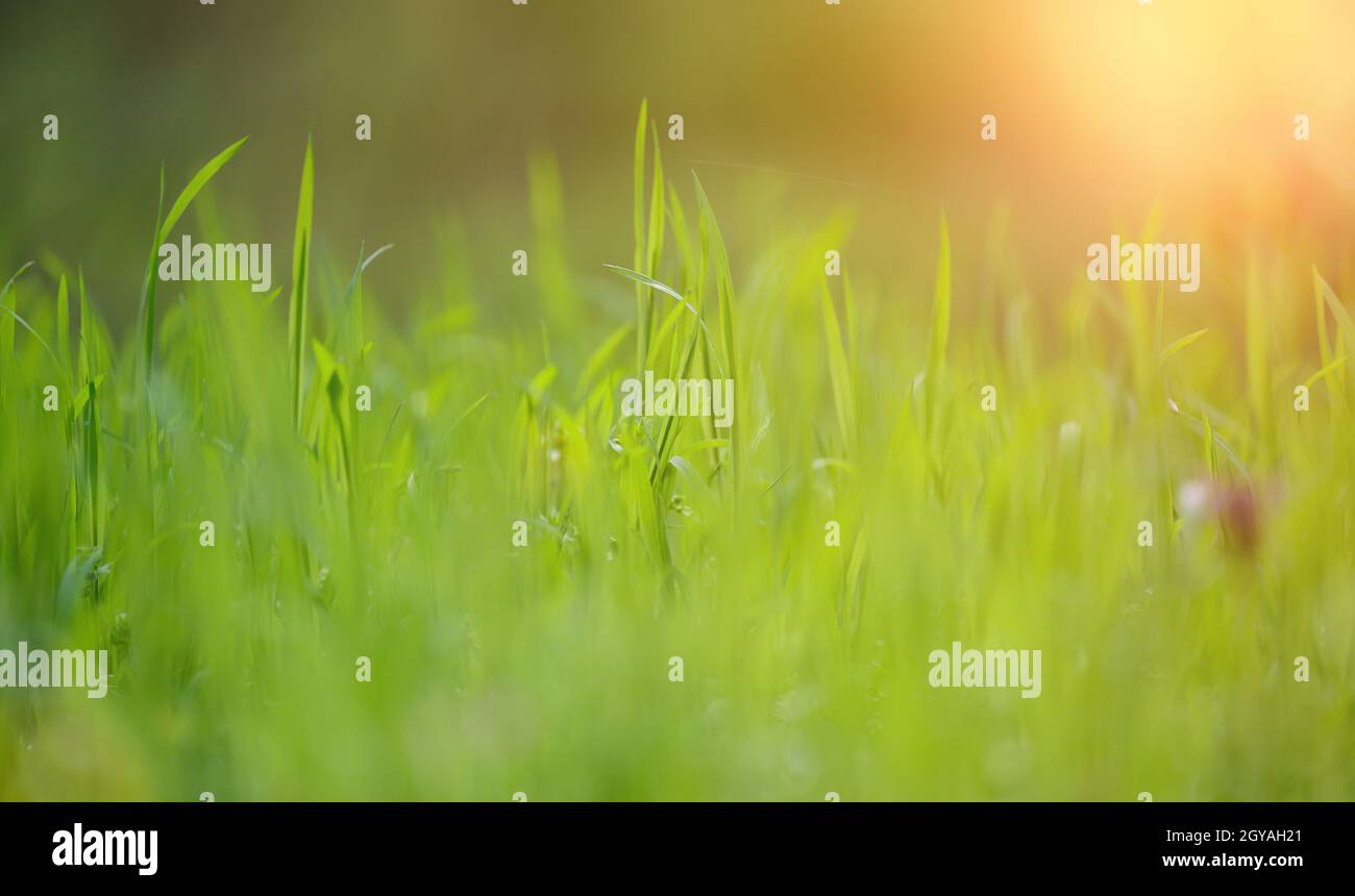 lawn with green lush grass in the park on a spring day, sunny Stock ...