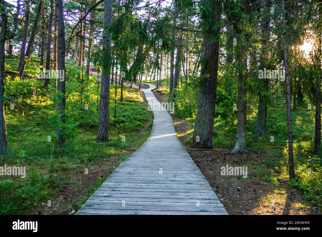 Wooden Walkway Through the Forest to the Beach Stock Photo - Alamy