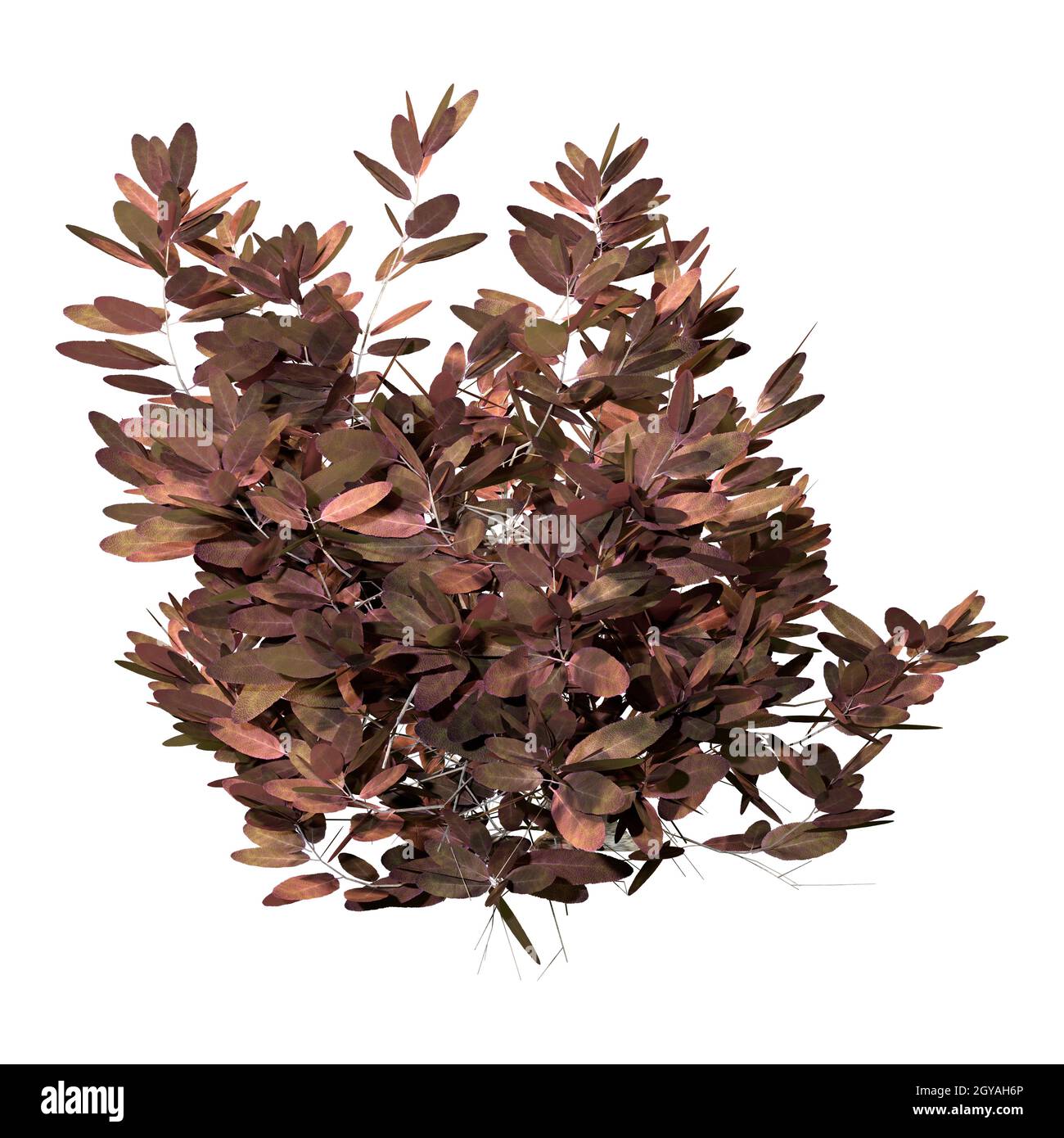 3D rendering of a sage plant isolated on white background Stock Photo ...