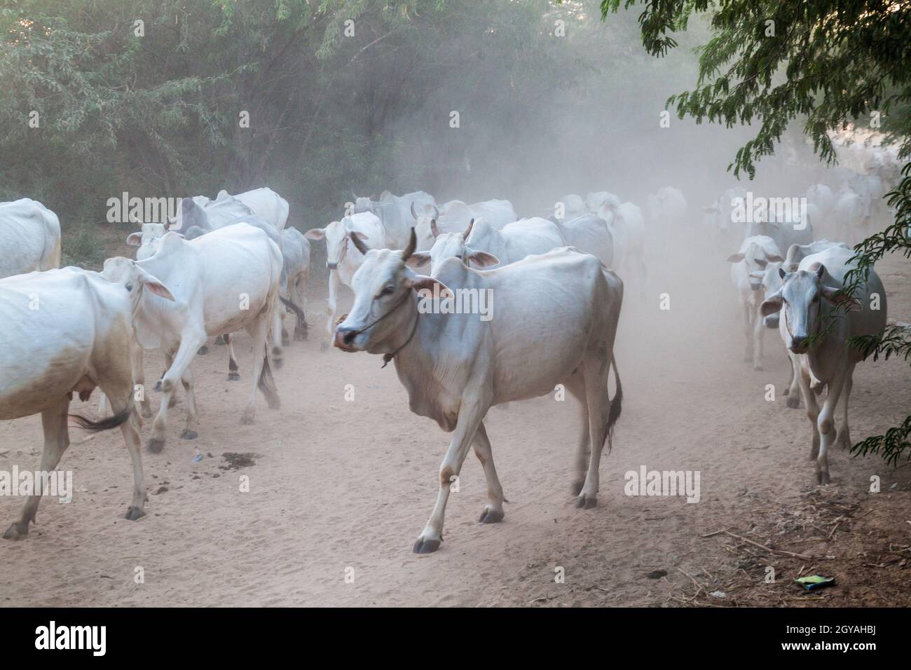 Zebu herd hi-res stock photography and images - Alamy