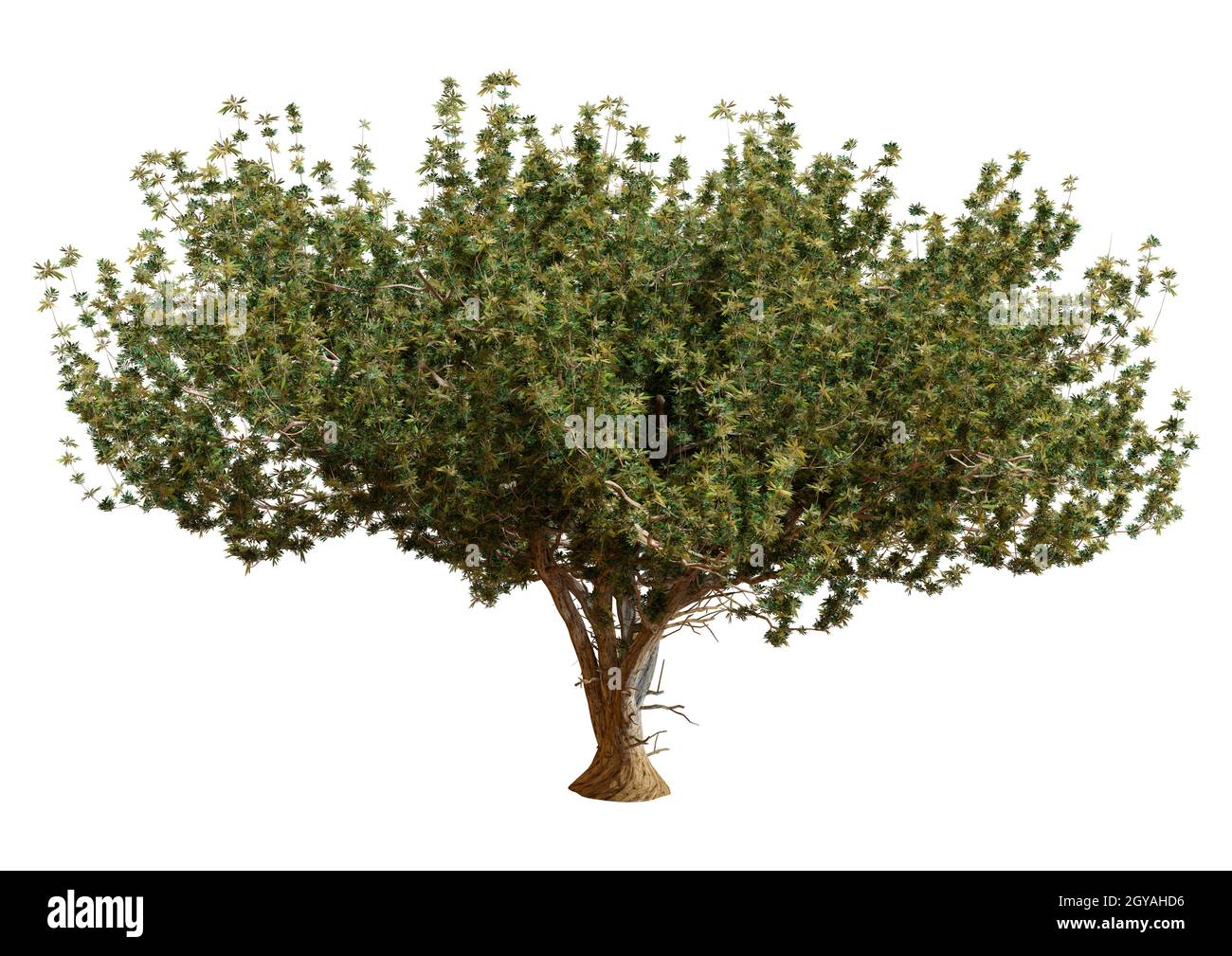 3D rendering of a green olive tree isolated on white background Stock ...