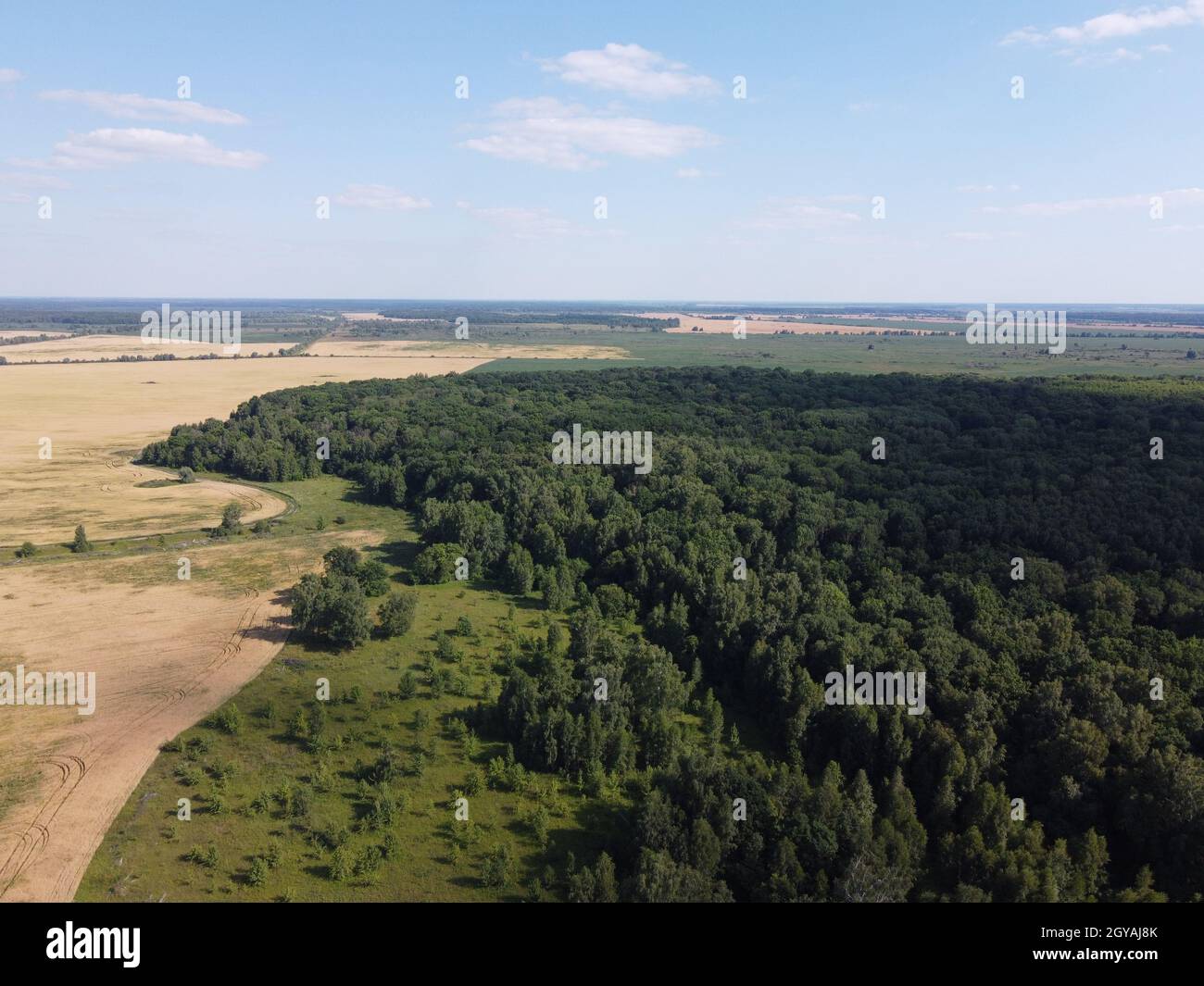 Dense green forest under blue sky, sunny summer weather. Scenery Stock ...