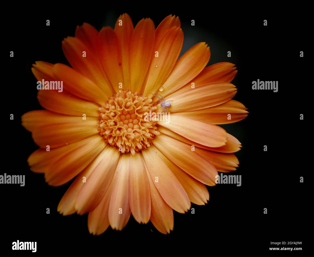 Orange calendula flower, top view. A little spider on a flower Stock ...