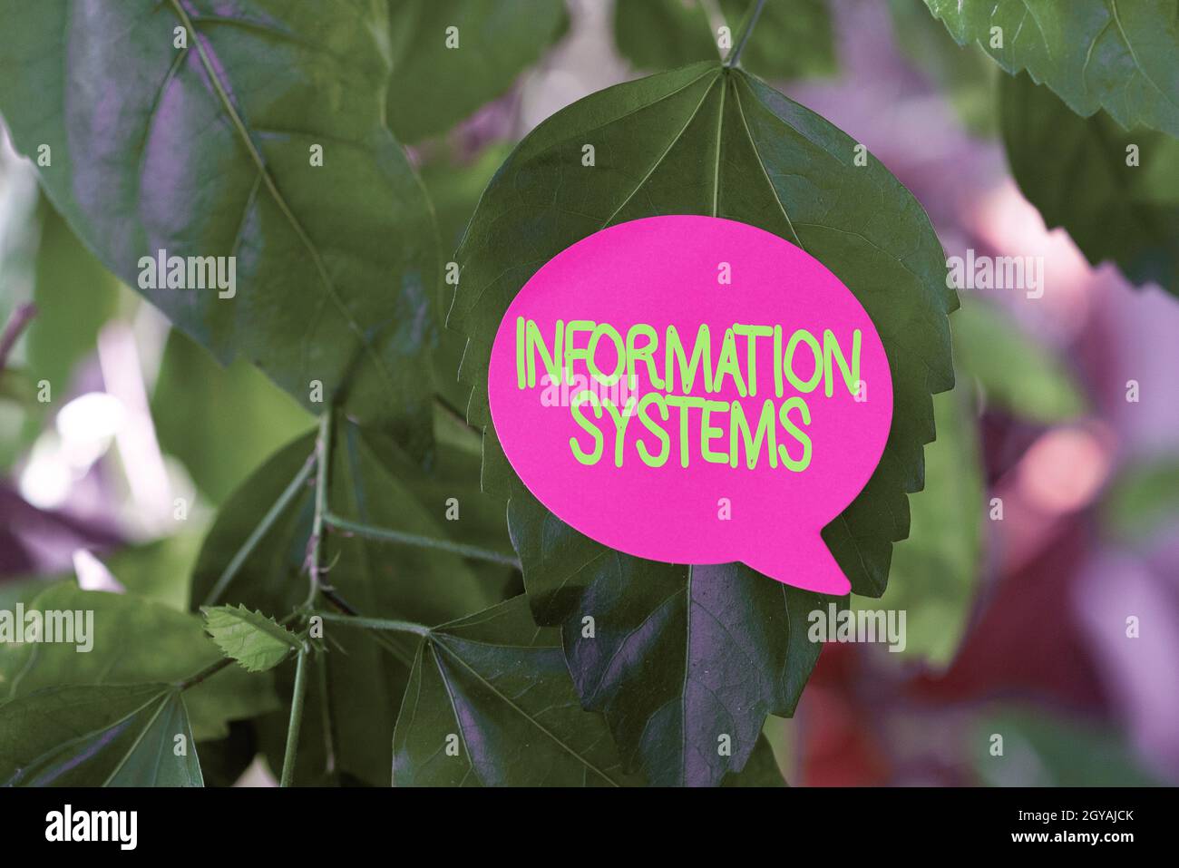 Inspiration showing sign Information Systems, Business approach study ...