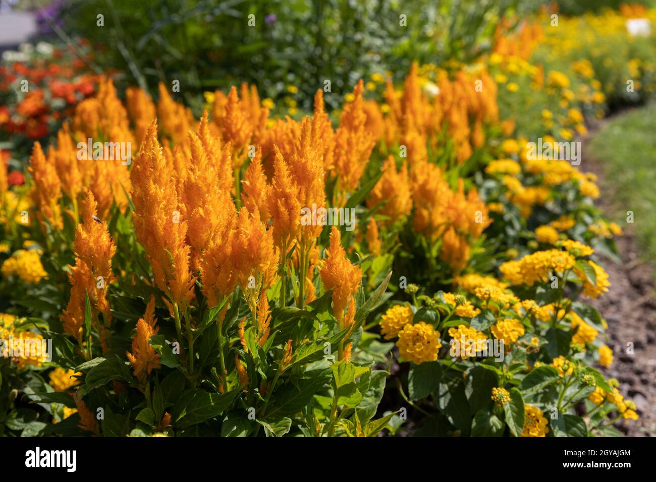 Celosia Argentea plants in a garden Stock Photo - Alamy