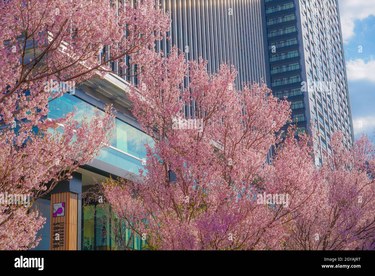 Sakura of building group and the full bloom of Yotsuya. Shooting ...