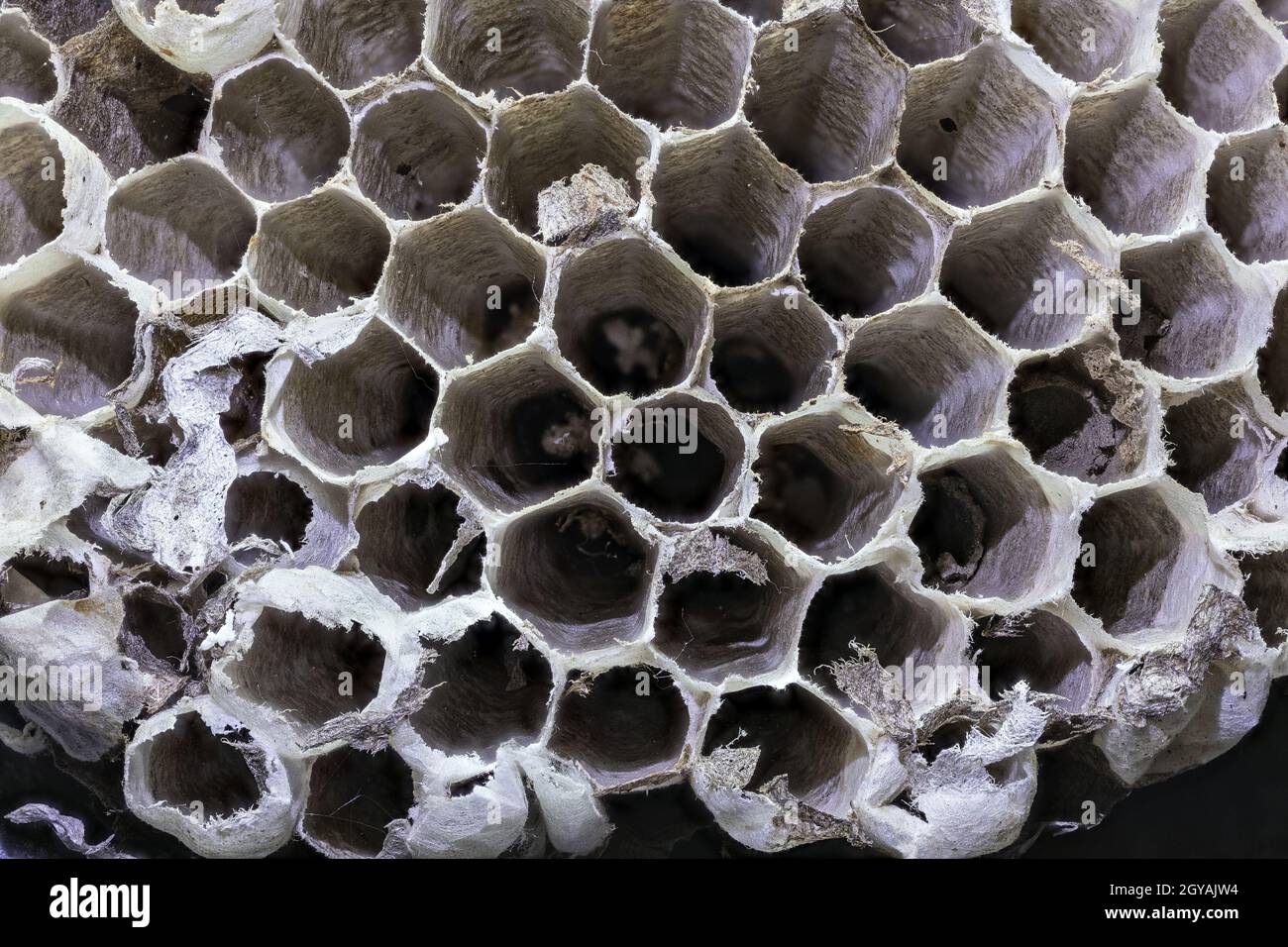 Honeycomb wasp nest with larvae Stock Photo - Alamy