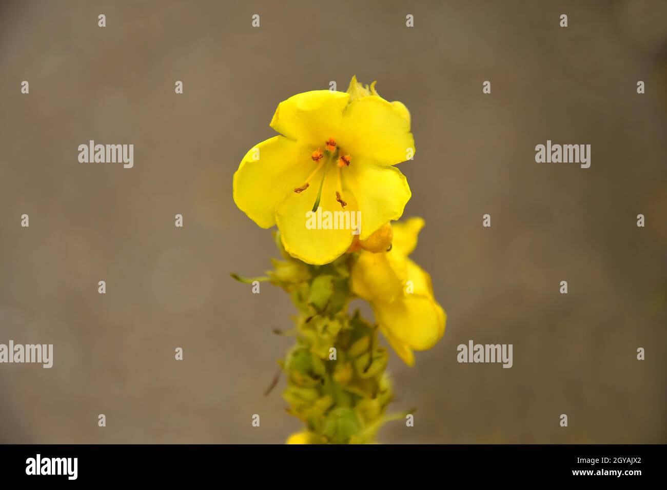 great mullein, medicinal plant with flower Stock Photo - Alamy