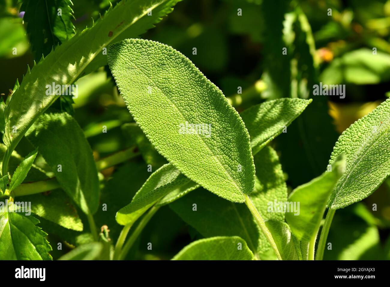 sage, medicinal plant with leaves Stock Photo - Alamy