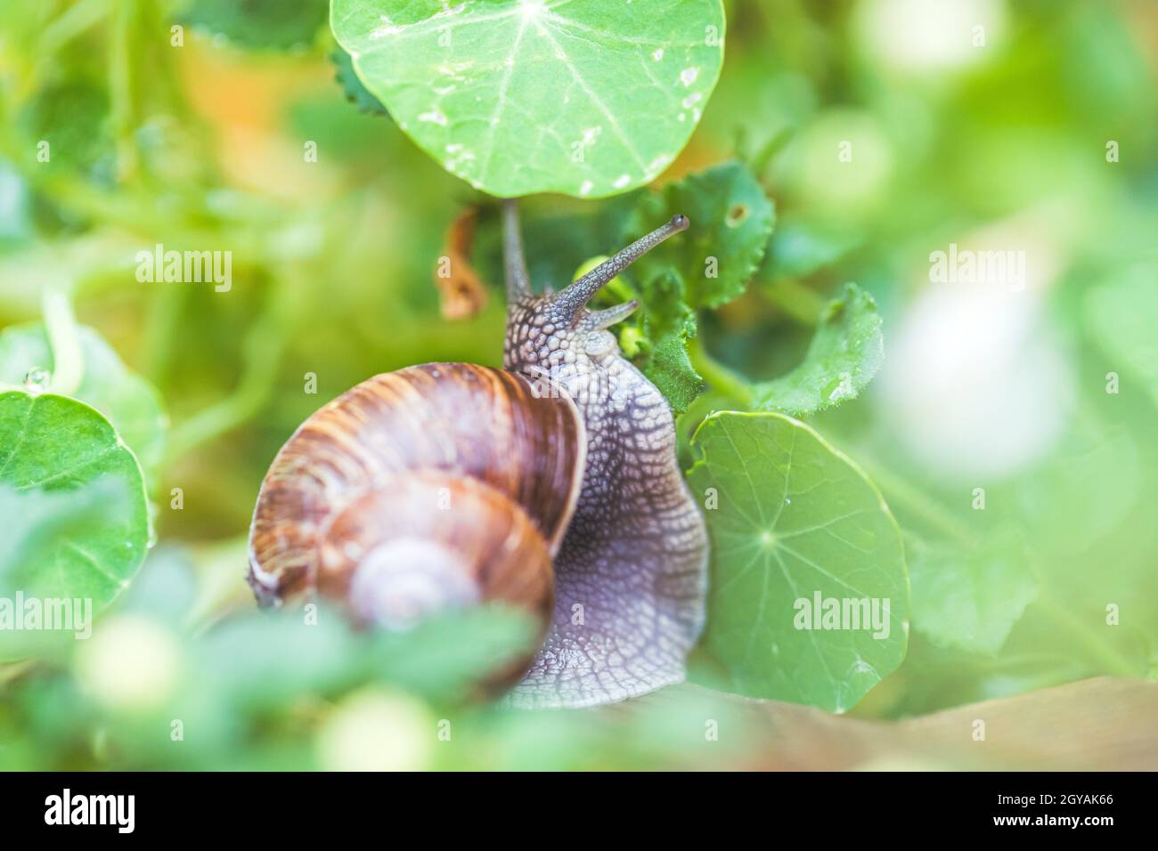 Snail crawling in the own garden after rain, close up Stock Photo - Alamy
