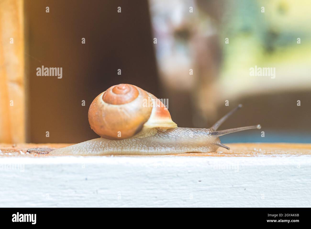 Snail crawling in the own garden after rain, close up Stock Photo - Alamy