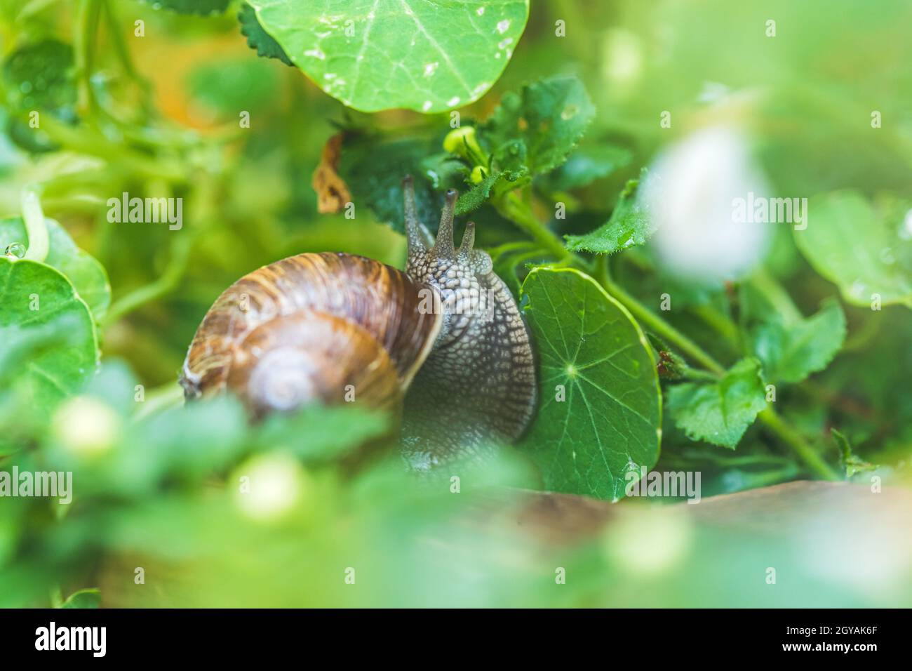 Snail crawling in the own garden after rain, close up Stock Photo - Alamy