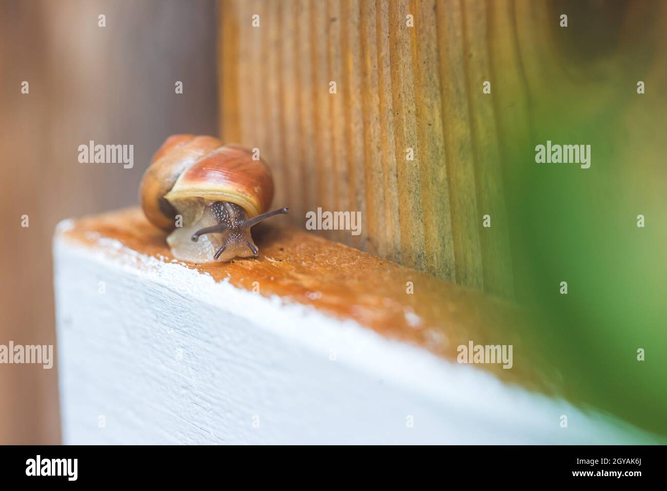 Snail crawling in the own garden after rain, close up Stock Photo - Alamy