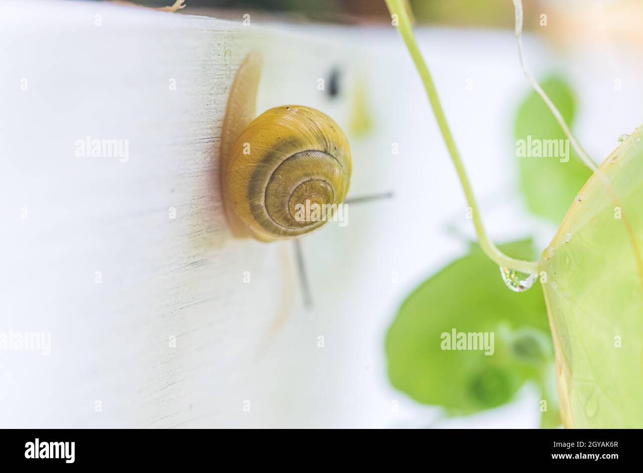 Snail crawling in the own garden after rain, close up Stock Photo - Alamy