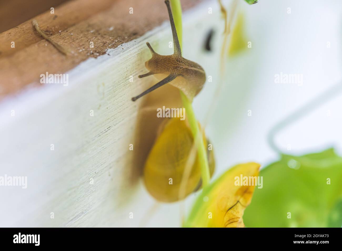 Snail crawling in the own garden after rain, close up Stock Photo - Alamy