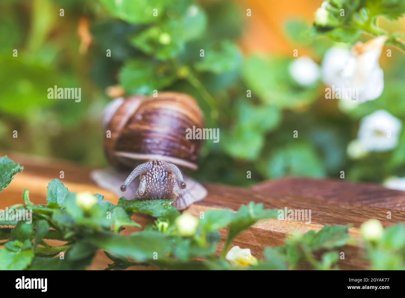 Snail crawling in the own garden after rain, close up Stock Photo - Alamy