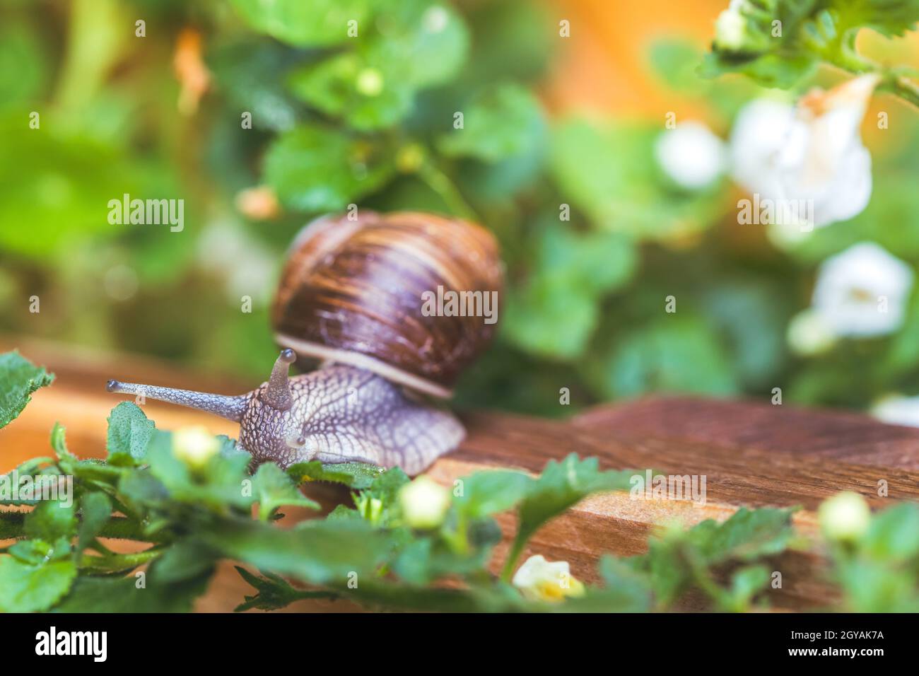 Snail crawling in the own garden after rain, close up Stock Photo - Alamy