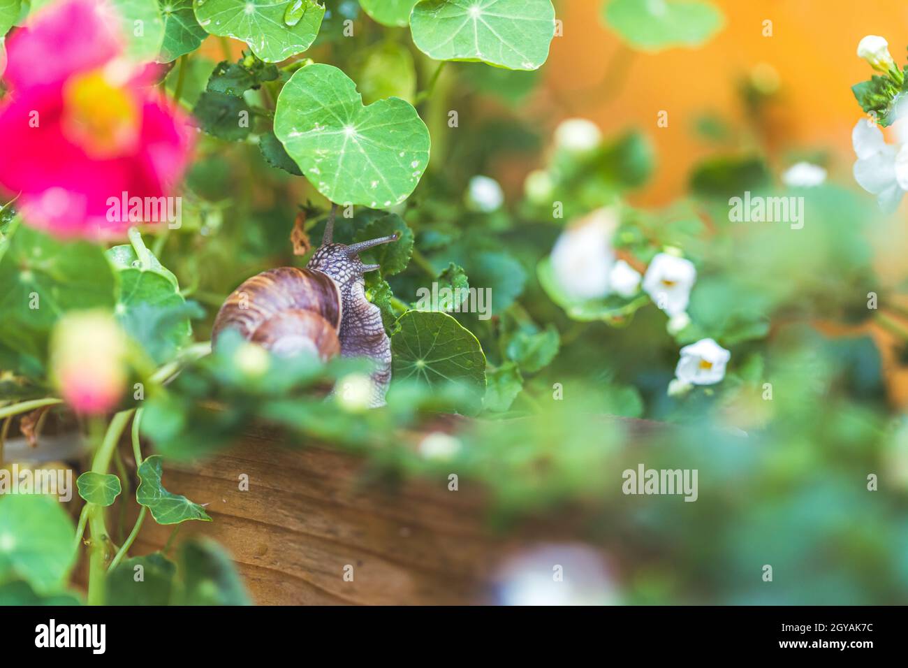 Snail crawling in the own garden after rain, close up Stock Photo - Alamy