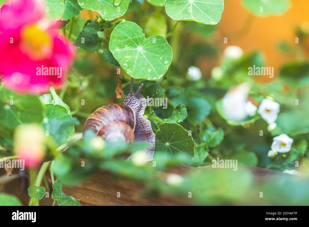 Snail crawling in the own garden after rain, close up Stock Photo - Alamy