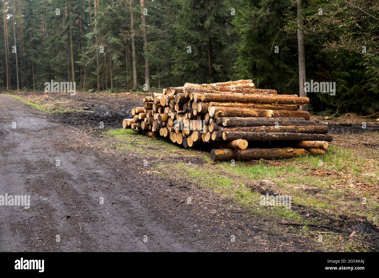 Cutted wood hi-res stock photography and images - Alamy