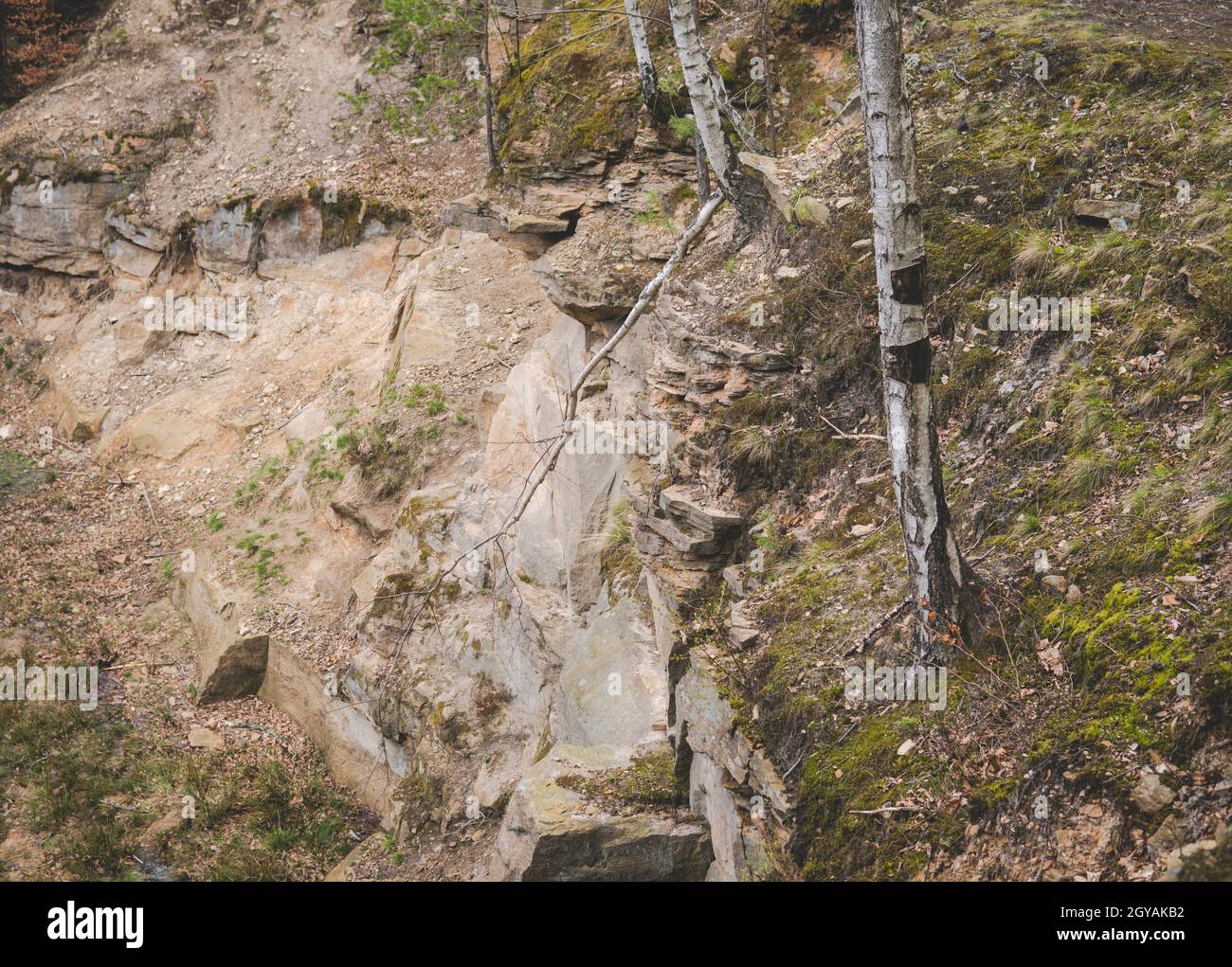 birch tree growing in the abandoned quarry at the edge of a cliff Stock ...