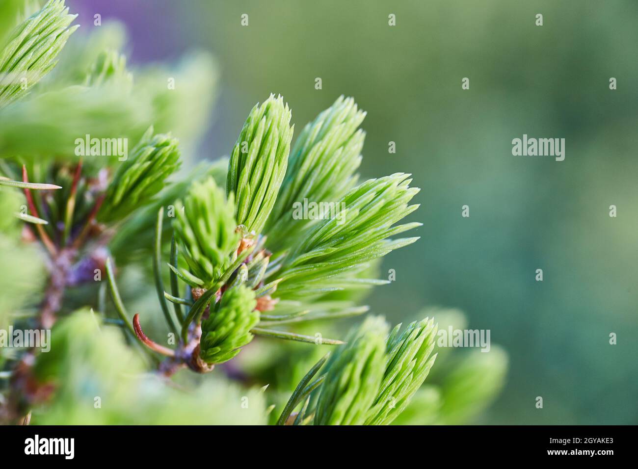 Budding needles hi-res stock photography and images - Alamy