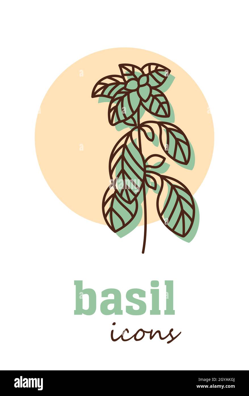 Basil vector icon. Vegetable green leaves. Greenery. Culinary herb ...