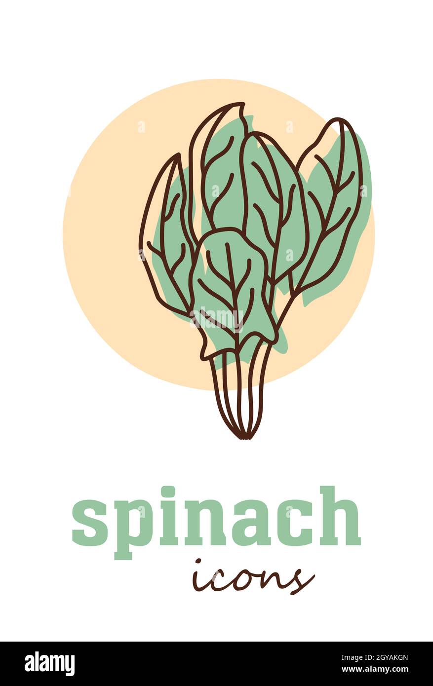 Spinach Vector