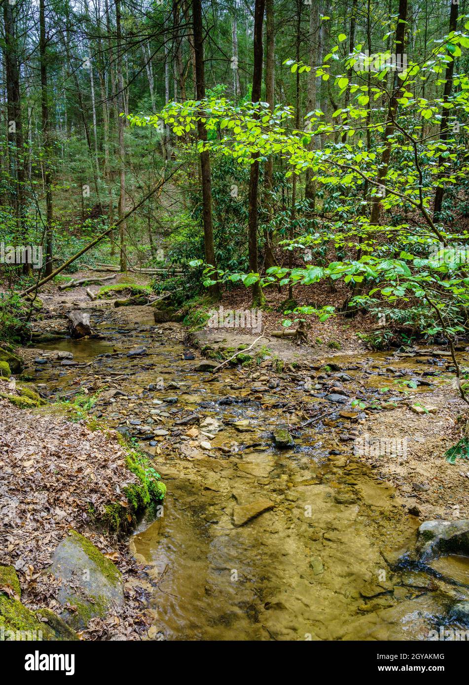 Scenic view of a creek in Red River Gorge in Kentucky in spring Stock ...