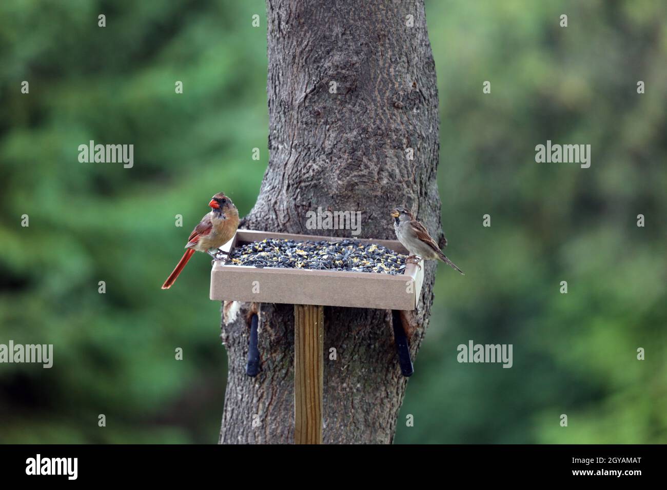 Female northern cardinal house sparrow hi-res stock photography and ...