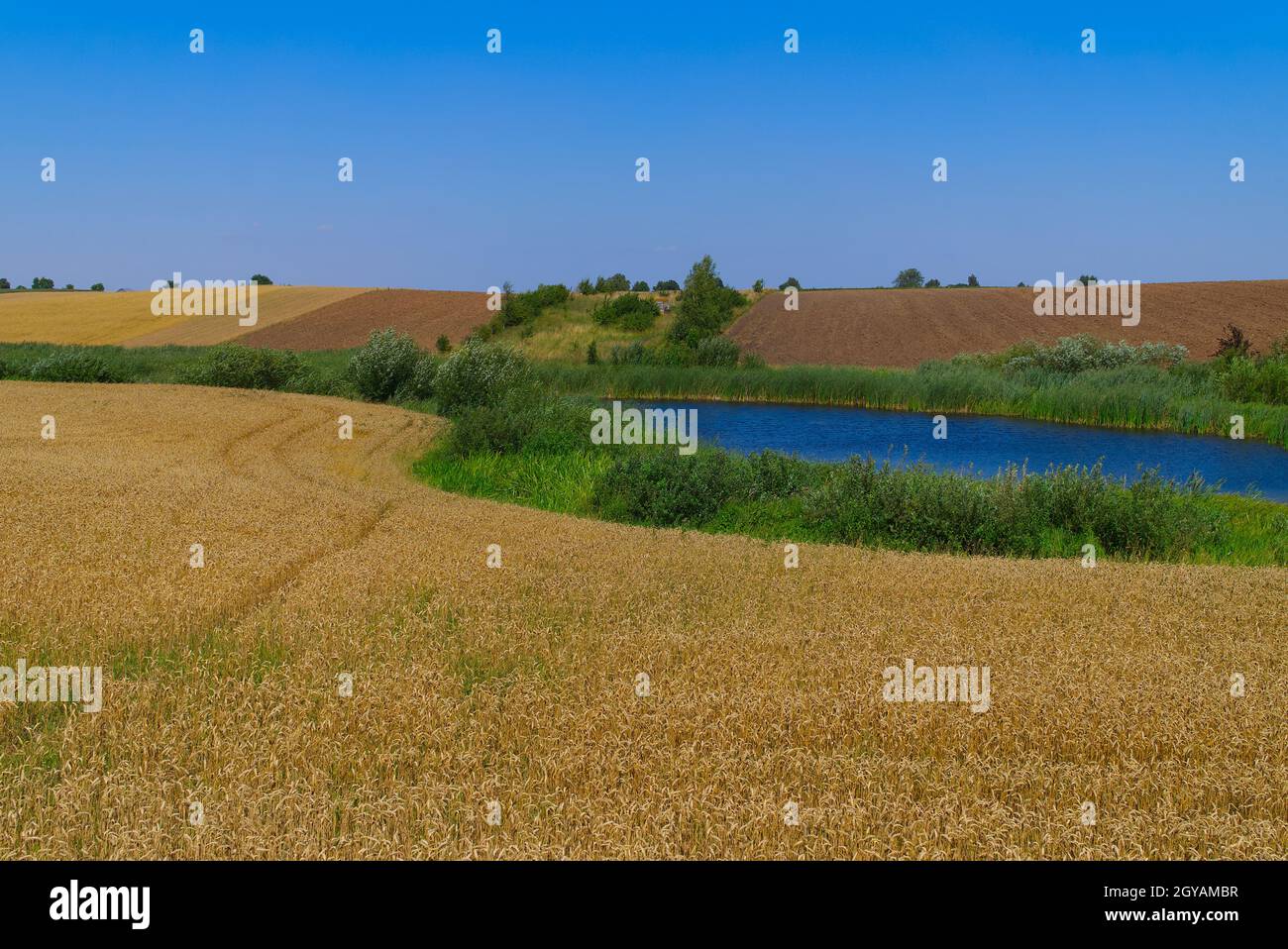 River with lush green banks meandering through farmland with fields ...