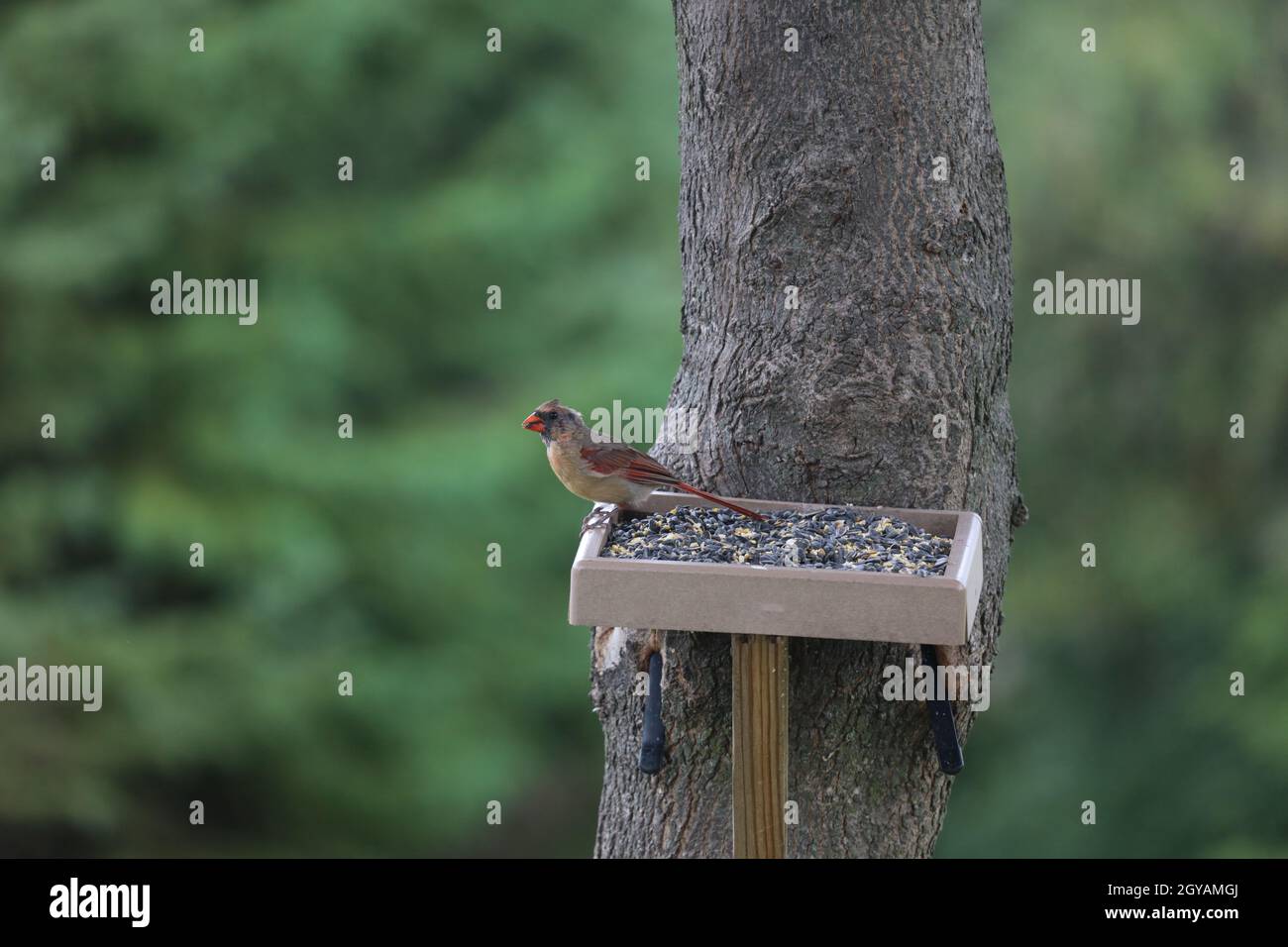 A female Cardinal eating bird seed at a platform feeder attached to a ...