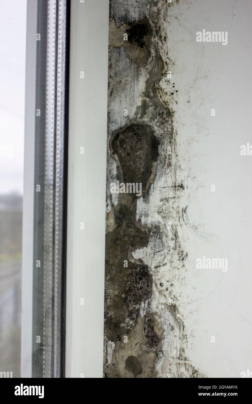 Mold near the windows, fungus on the walls of the house. Metal-plastic ...