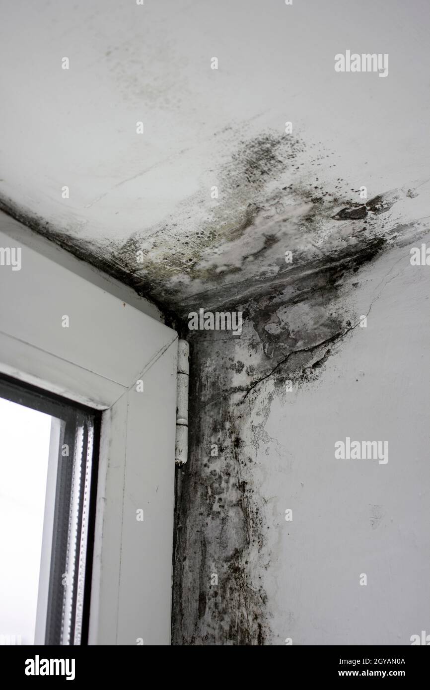 Mold near the windows, fungus on the walls of the house. Metal-plastic ...