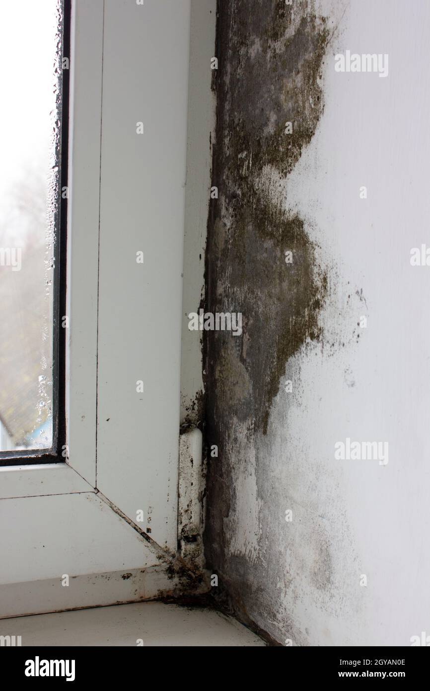 The corner on the windowsill is covered with fungus, mold on plastic ...