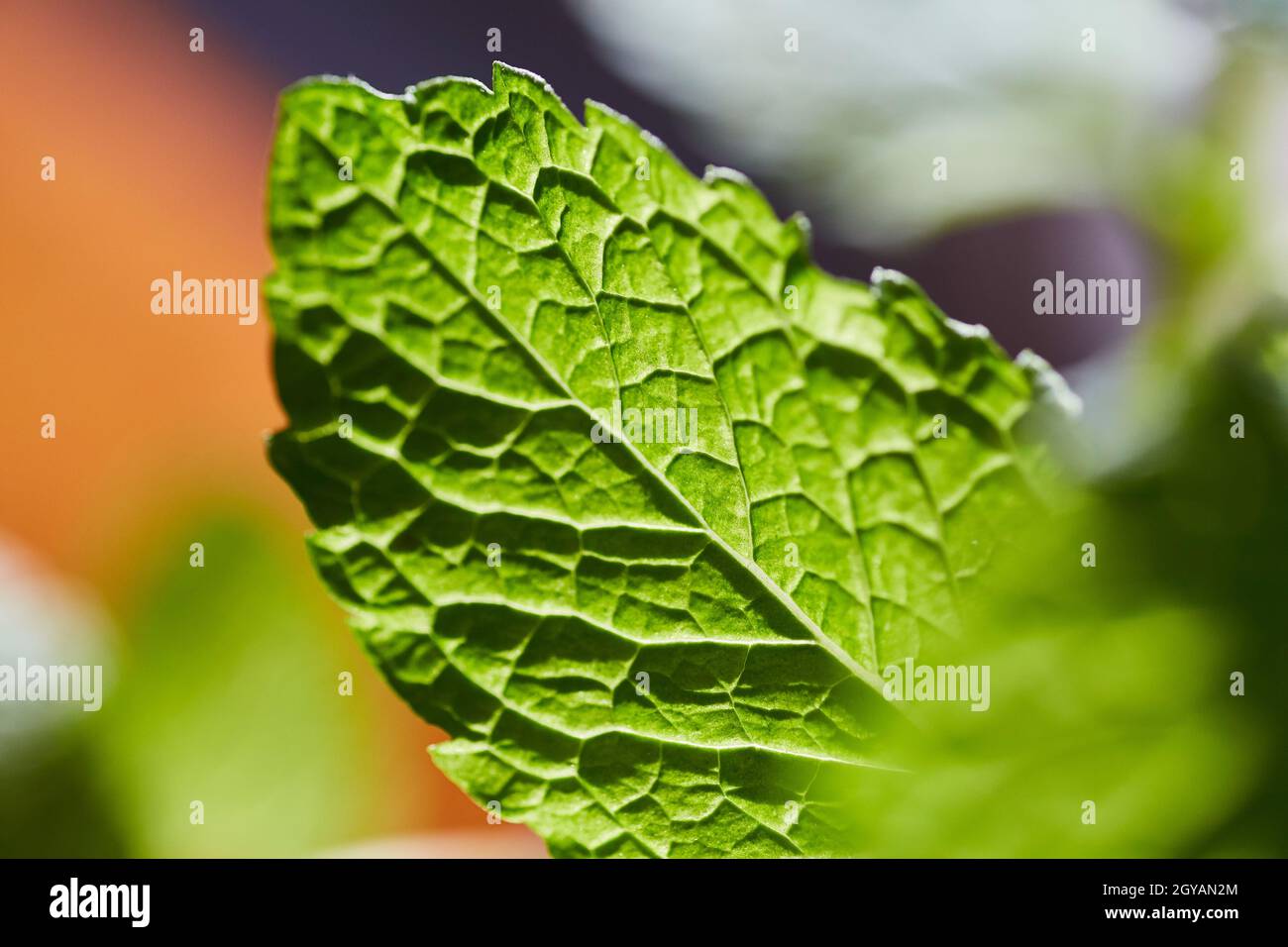 Mint leaf up close Stock Photo - Alamy