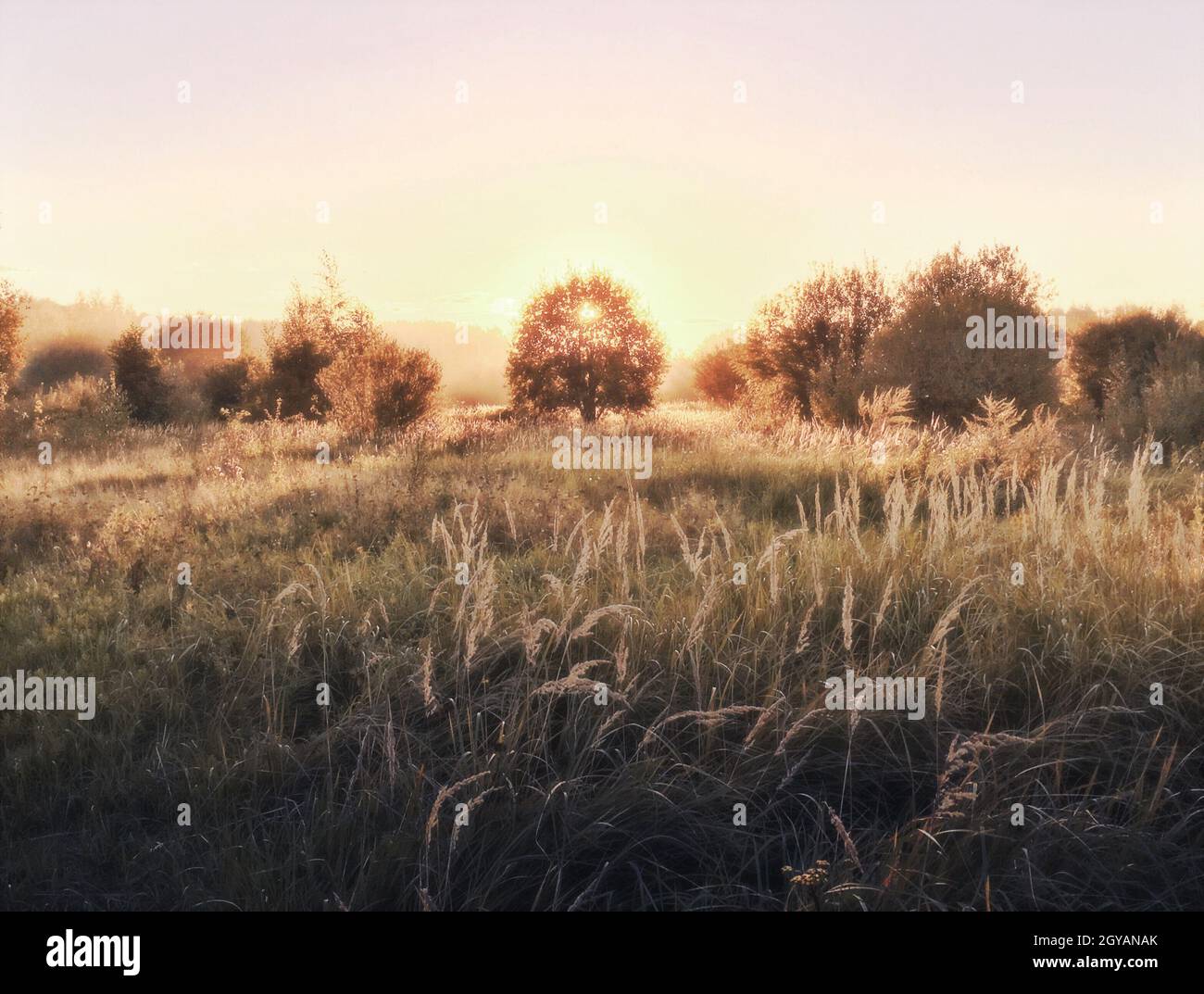 Tree in field sunset hi-res stock photography and images - Alamy
