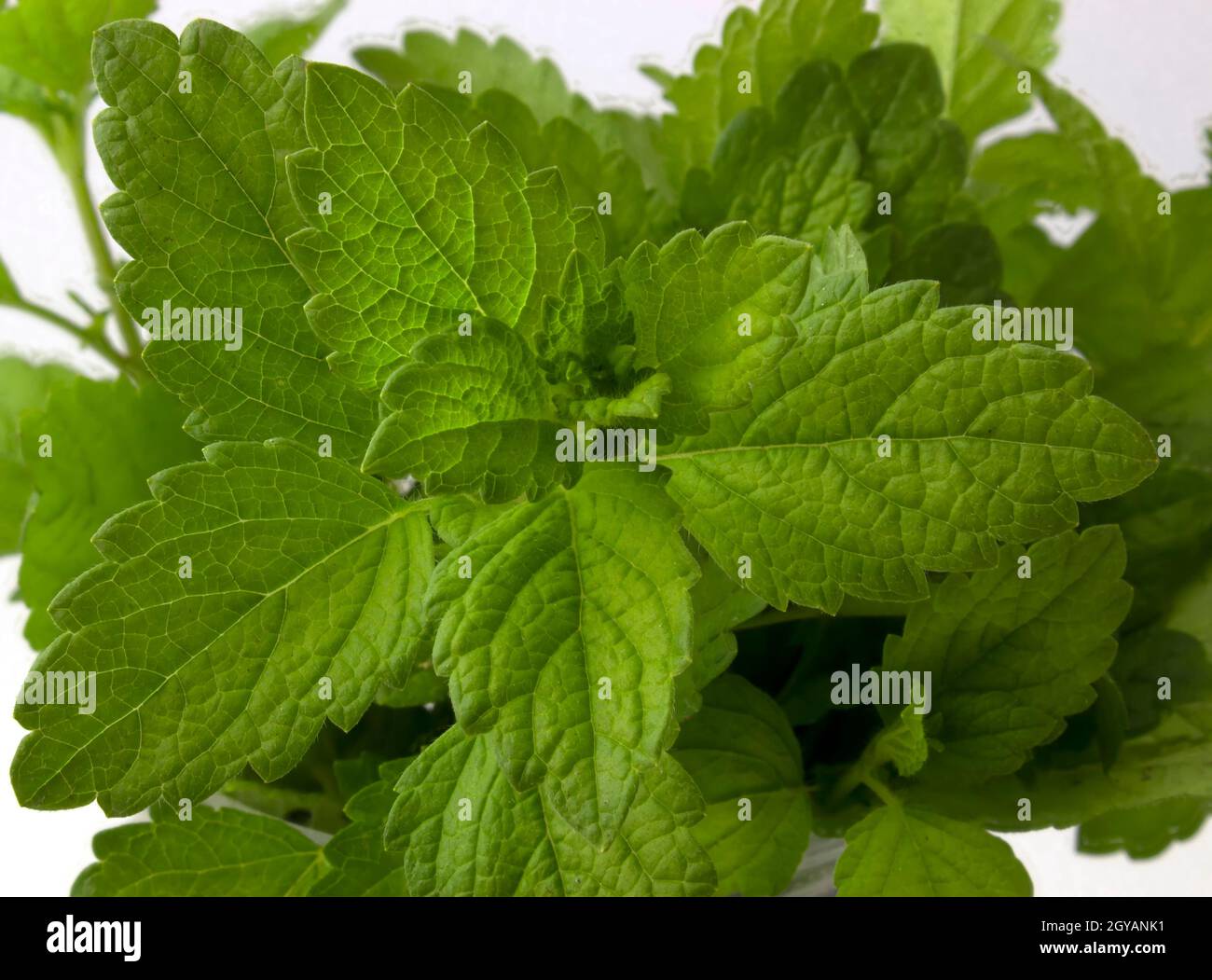 Mint bush on a white background. Green plant for use in medicine and ...