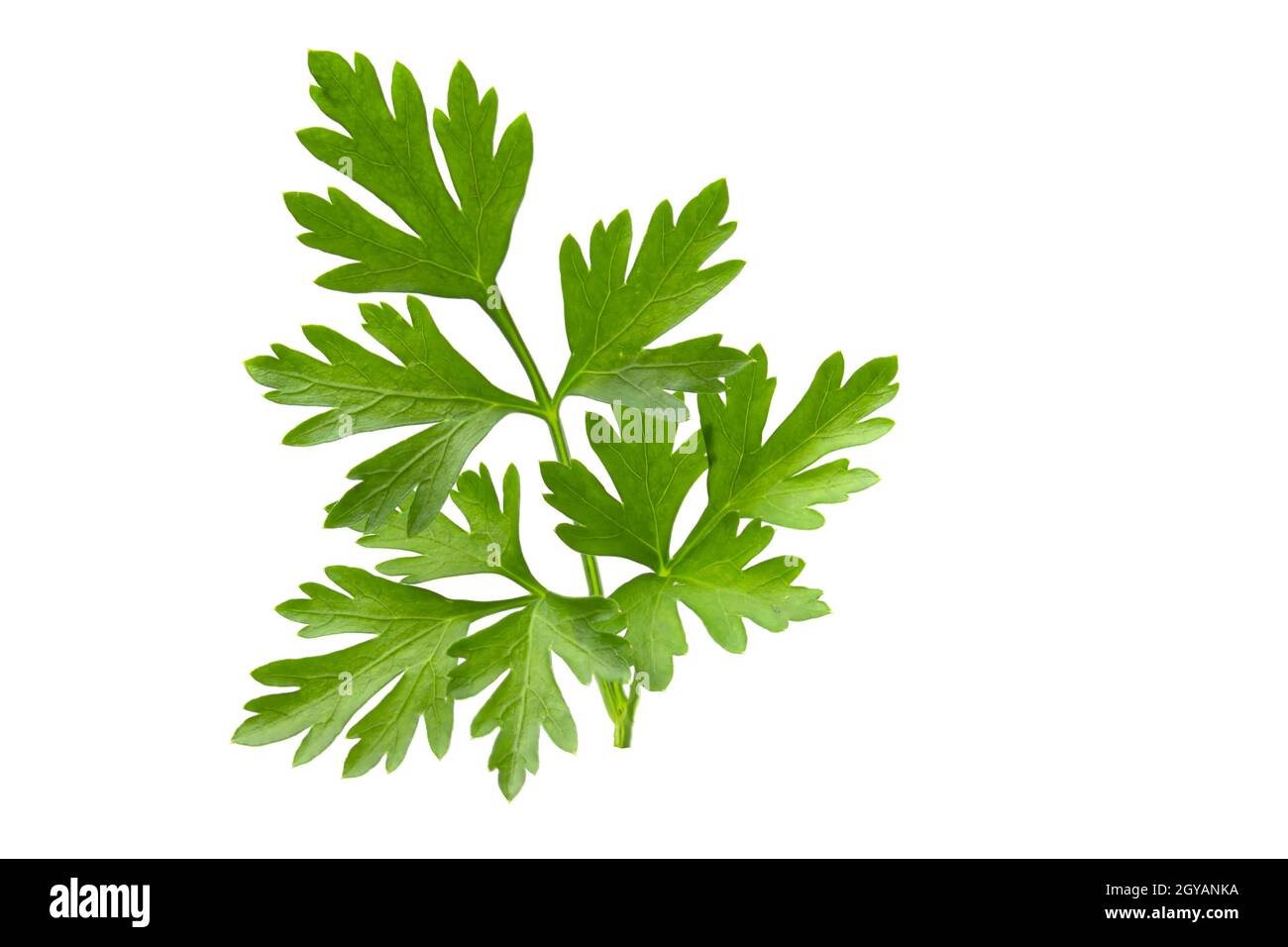 Parsley branch in full focus isolated on white background. Fresh plant ...