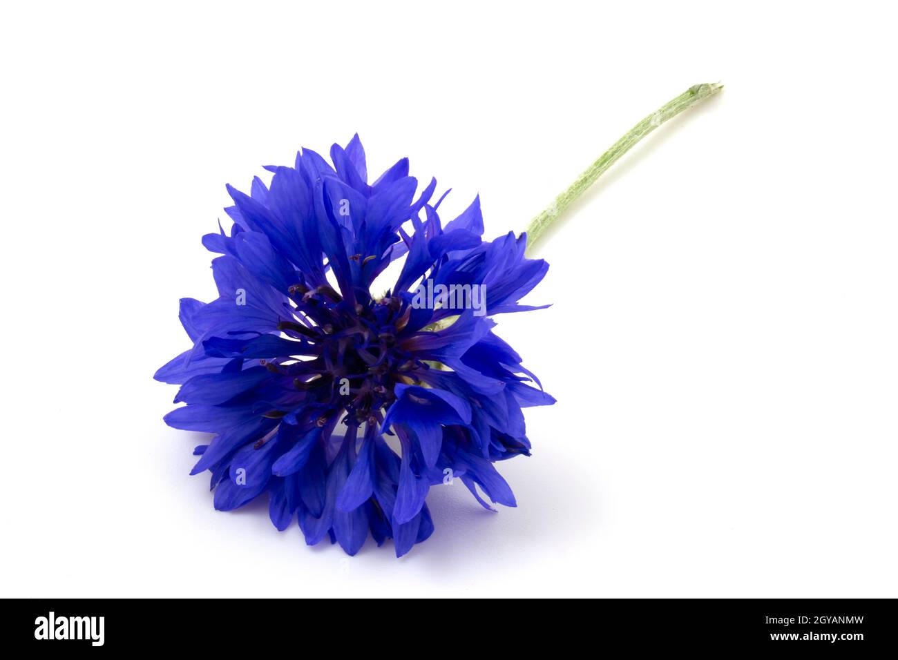 Blue cornflower isolated on white background Stock Photo - Alamy